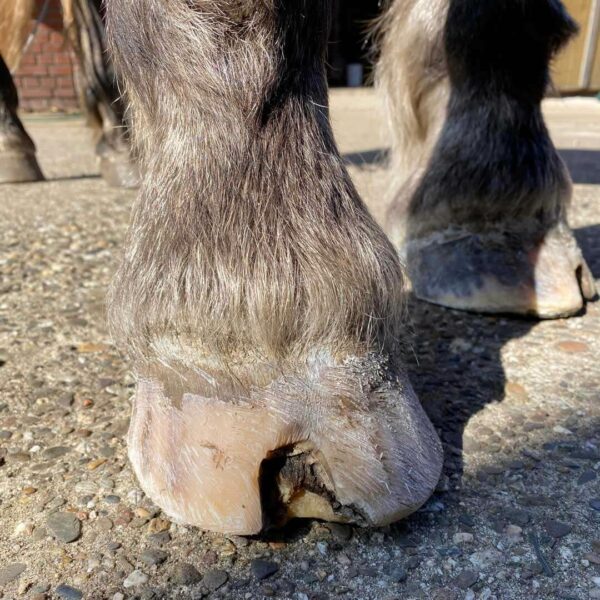 Treating White Line Disease: A Transformative Journey