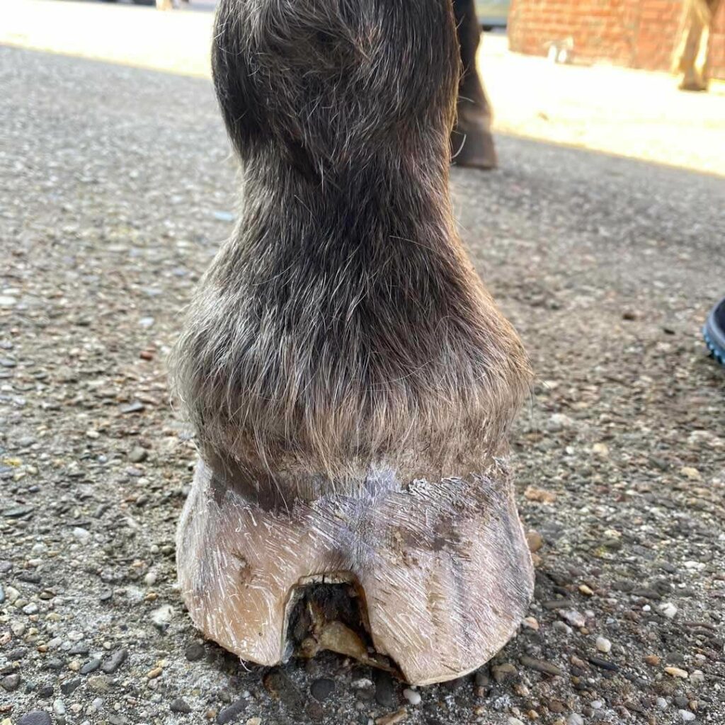 Treating White Line Disease: A Transformative Journey