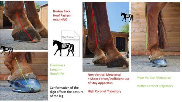 Negative Plantar Angle (NPA) by Yogi Sharp, Farrier, UK