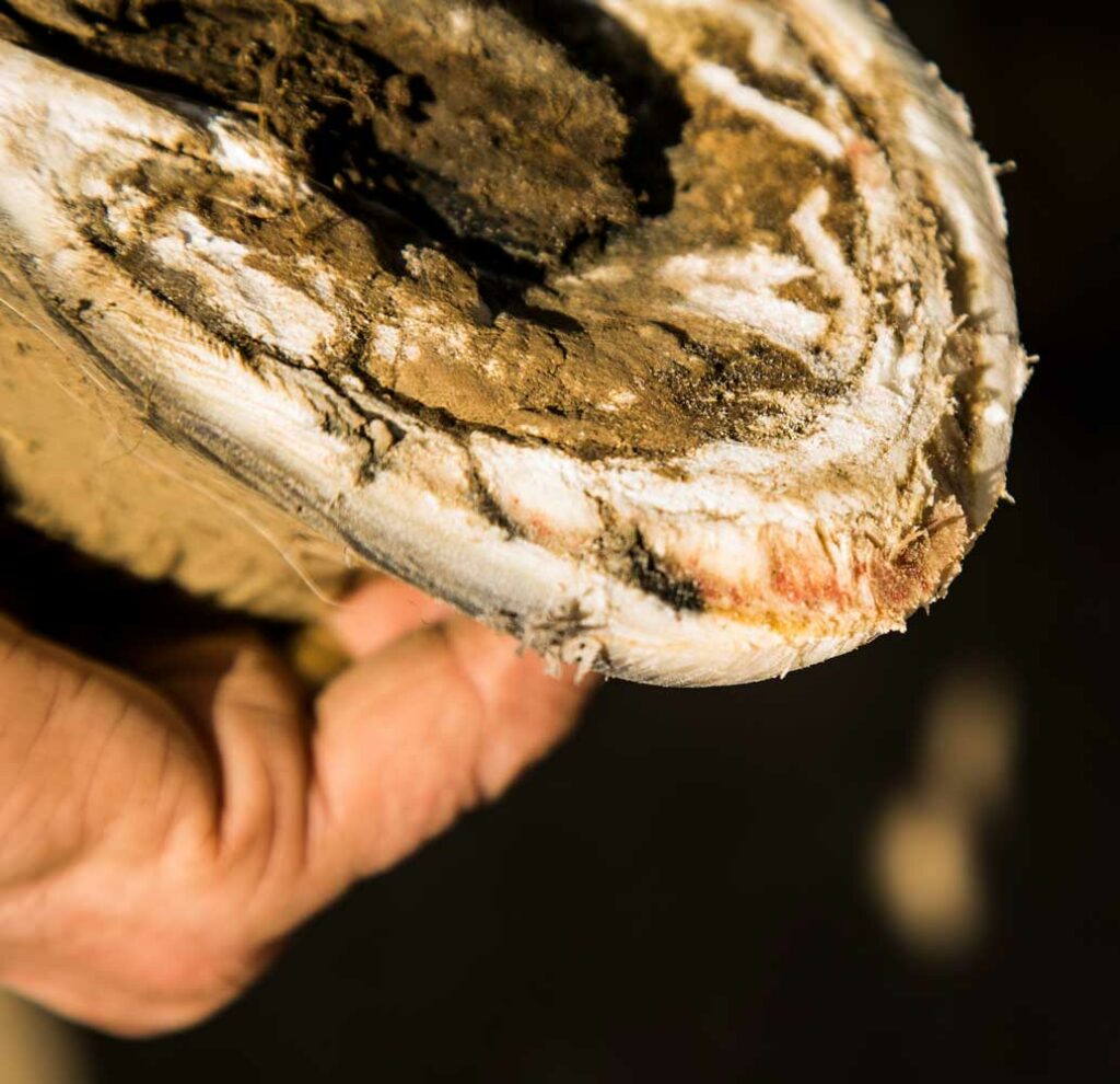 Barefoot Trimming Horses - Become Natural Hoof Care Provider