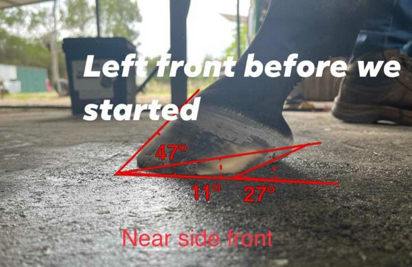 Thoroughbred Hoof Care - On and Off the Track