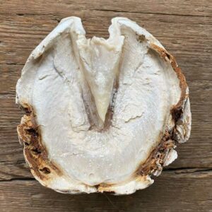 Natural Hoof Care for Horse Owners