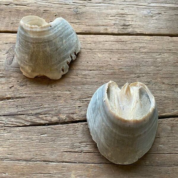 Natural Hoof Care for Horse Owners