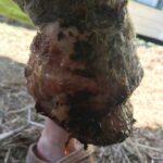 Hoof Wall Separation in Horses Diagnosis and Treatment
