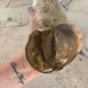 Hoof Wall Separation in Horses Diagnosis and Treatment