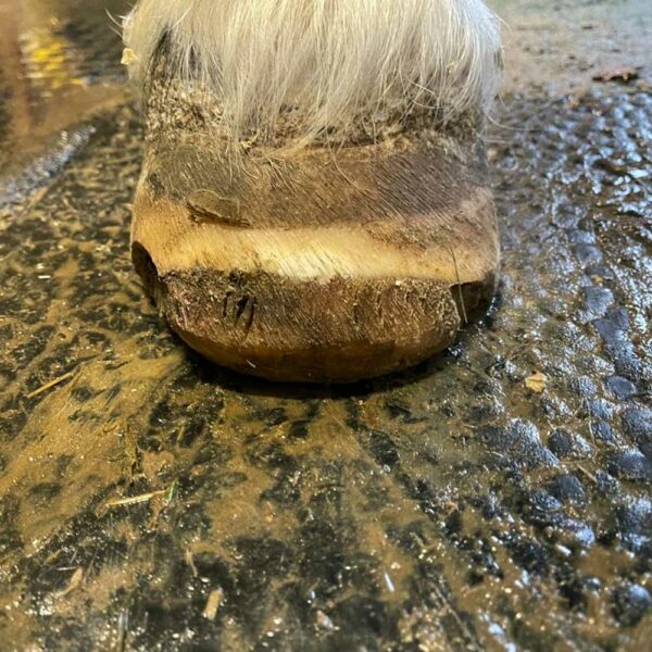 Supportive Laminitis Treatment: Hugo's Recovery Journey