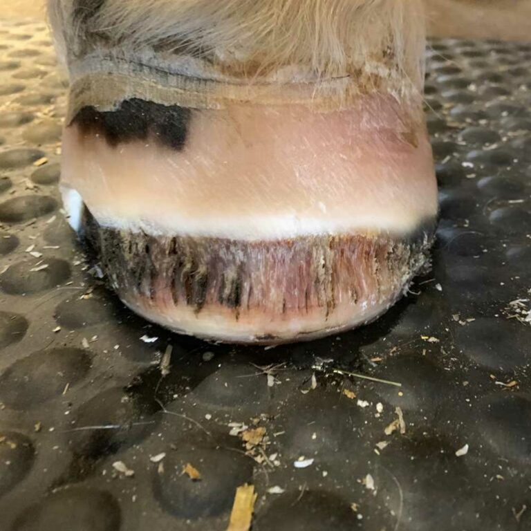 Supportive Laminitis Treatment: Hugo's Recovery Journey