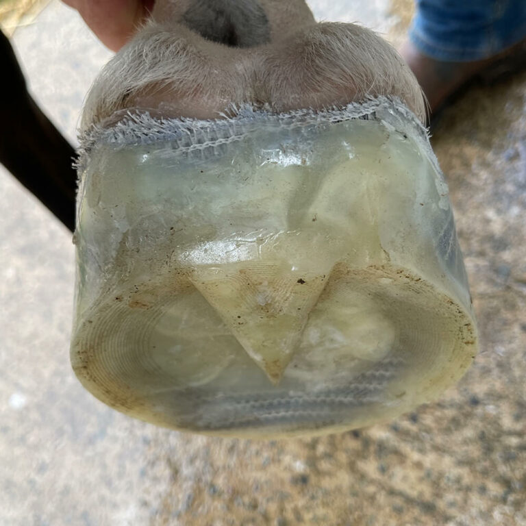 Enduring Victory: Jack Triumphs in 80km with FormaHoof