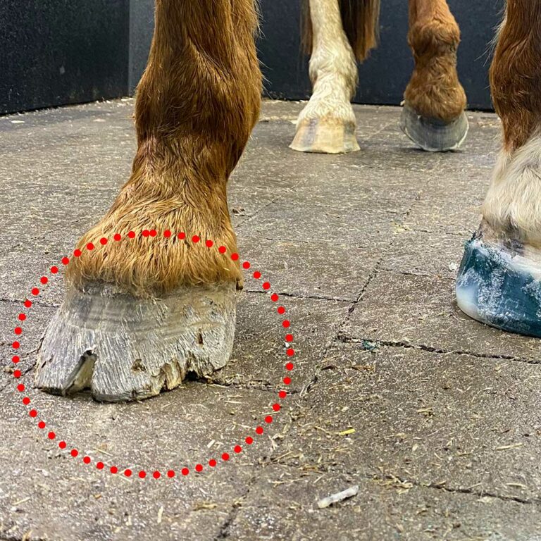 Eradicate White Line Disease with Expert FormaHoof Care!