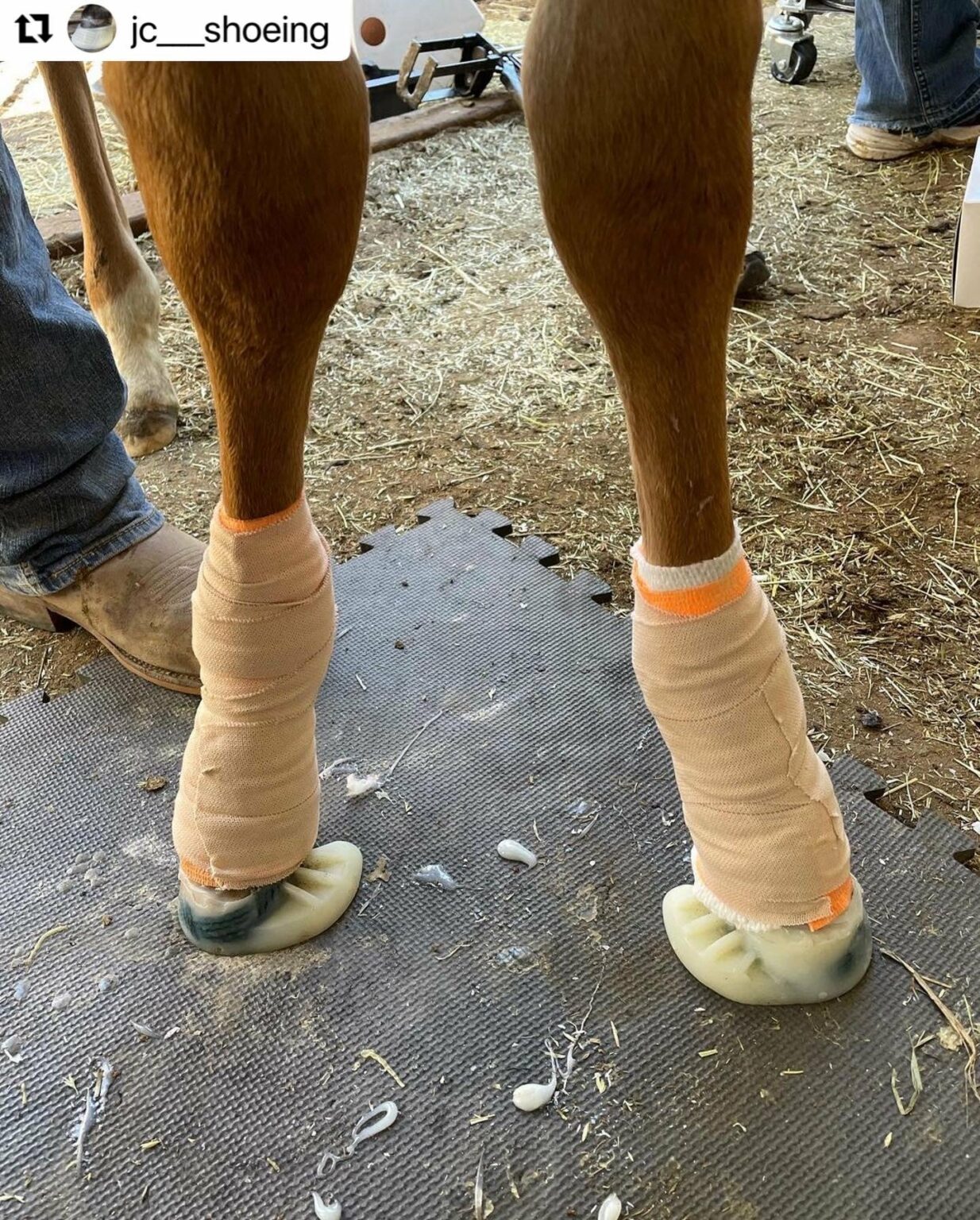 Advanced Equine Hoof Healing with FormaHoof Tech