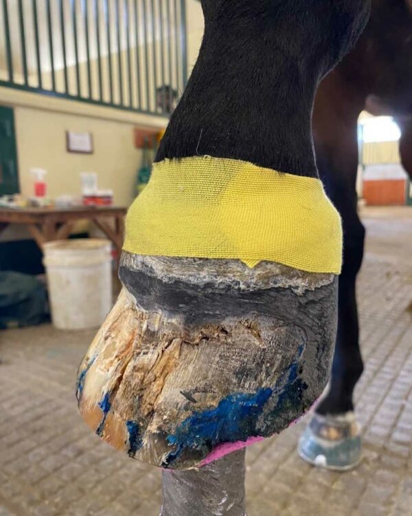 Eradicate White Line Disease with Expert FormaHoof Care!