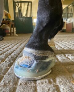 Eradicate White Line Disease with Expert FormaHoof Care!