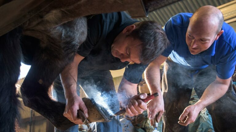 Guide to Becoming a Farrier: Skills, Schools, & More