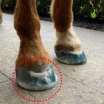Eradicate White Line Disease with Expert FormaHoof Care!