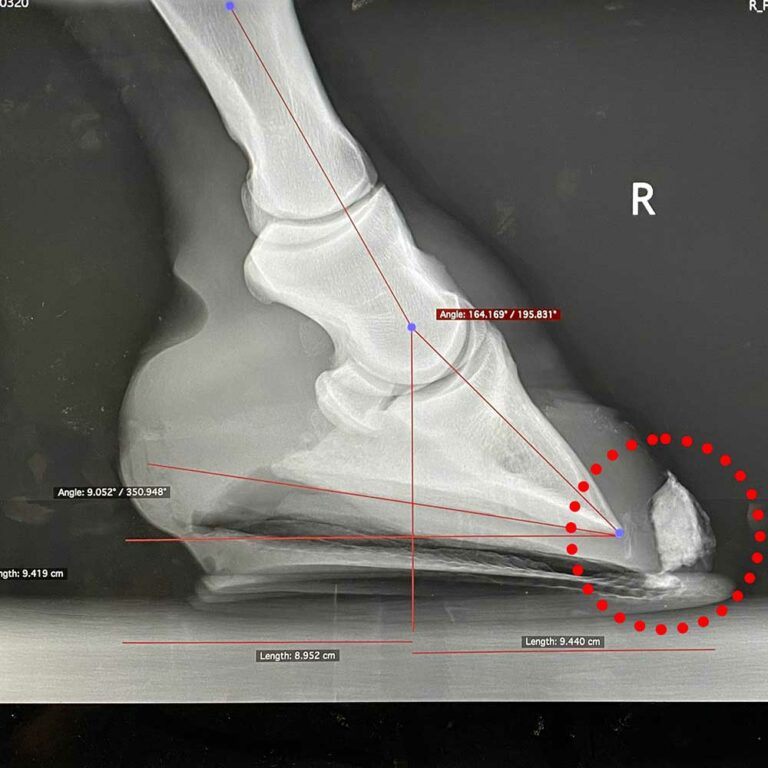 Eradicate White Line Disease with Expert FormaHoof Care!