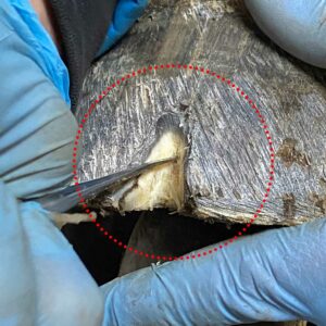 Eradicate White Line Disease with Expert FormaHoof Care!