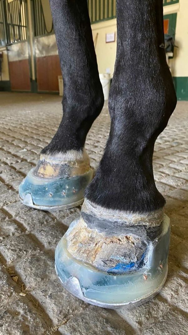 Eradicate White Line Disease with Expert FormaHoof Care!