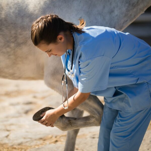 Become an Equine Vet: Step-by-Step Career Guide