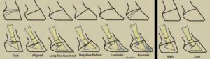 The Basics of Horse Hoof Angles Explained