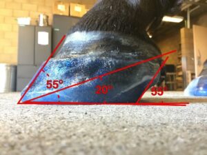 Unlock Secrets of Horse Hoof Angles with FormaHoof