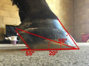 Unlock Secrets of Horse Hoof Angles with FormaHoof