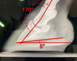 The Basics of Horse Hoof Angles Explained