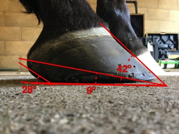 Unlock Secrets of Horse Hoof Angles with FormaHoof