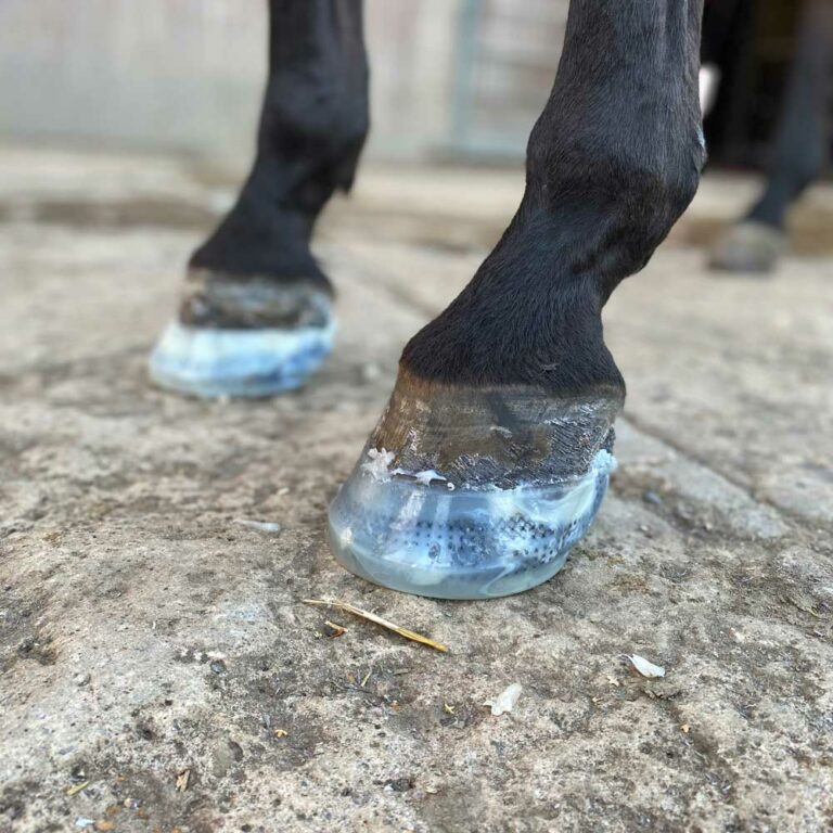 Unlock Secrets of Horse Hoof Angles with FormaHoof Unlock Secrets of Horse Hoof Angles with FormaHoof