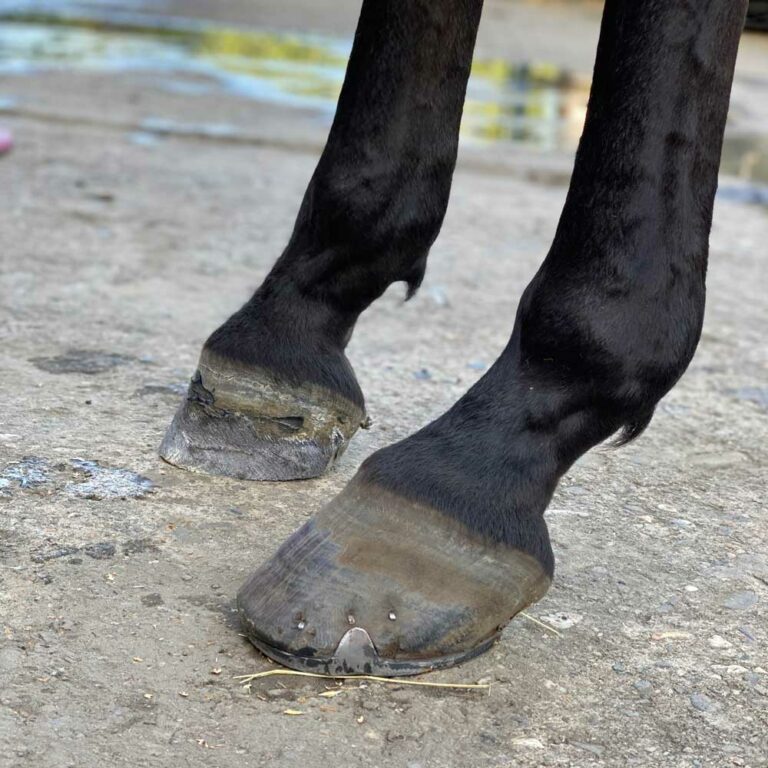 Unlock Secrets of Horse Hoof Angles with FormaHoof