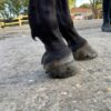 Unlock Secrets of Horse Hoof Angles with FormaHoof