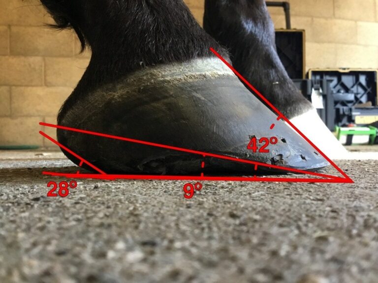 Explore Equine Hoof Issues: Heel Problems & Treatments
