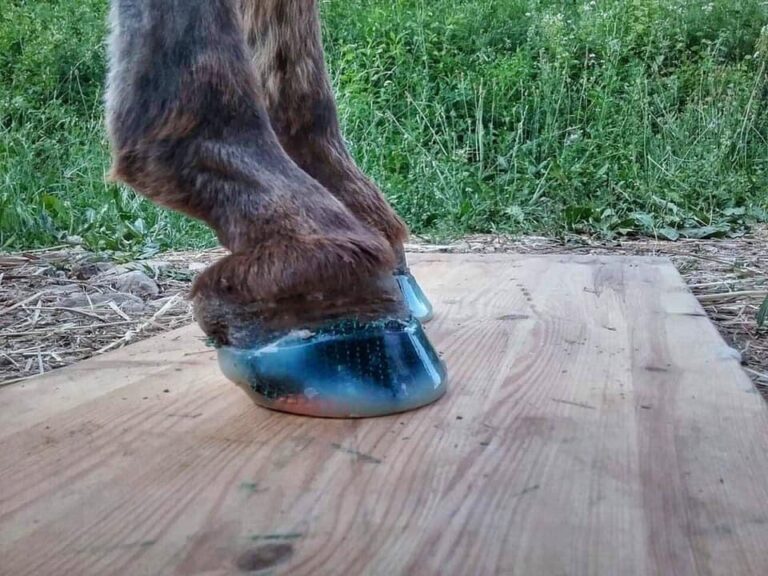 Donkey Laminitis Guide: Causes & Rehabilitation
