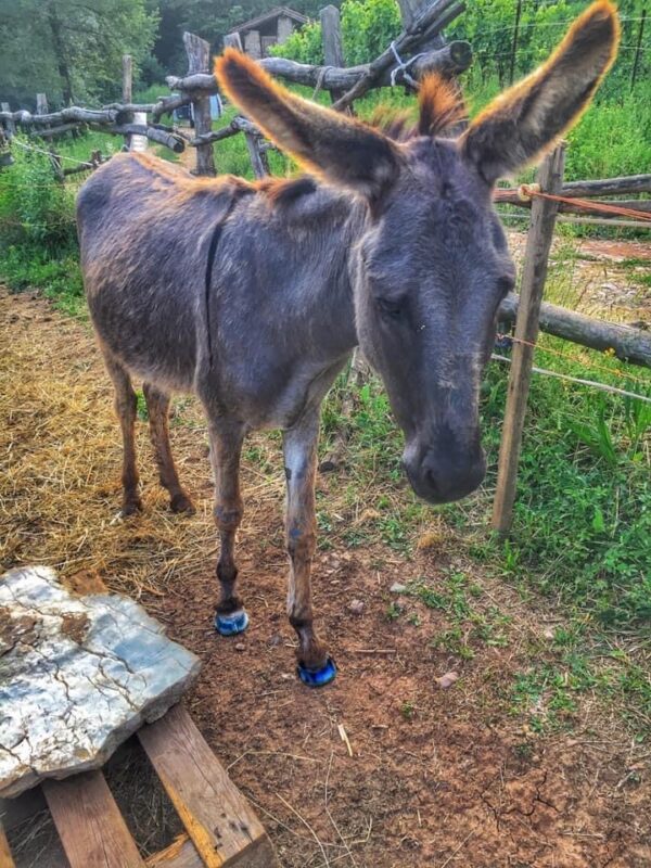 Donkey Laminitis Guide: Causes & Rehabilitation