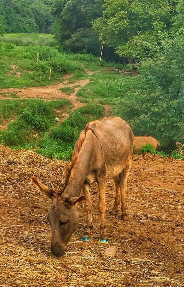 Donkey Laminitis Guide: Causes & Rehabilitation
