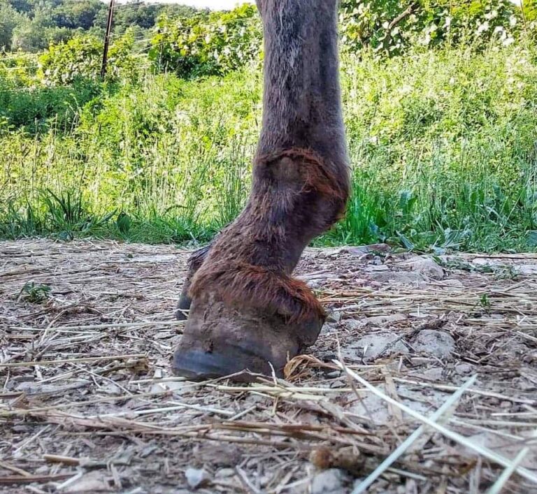 Donkey Laminitis Guide: Causes & Rehabilitation