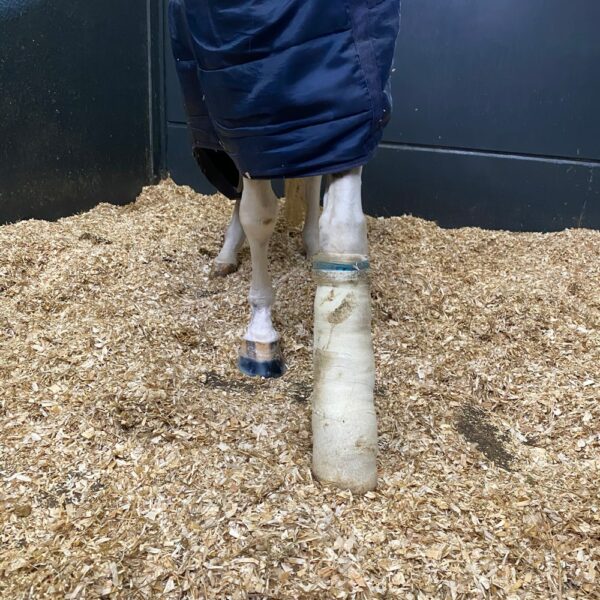 Reintroducing Exercise: Bringing Your Horse Back After Rest