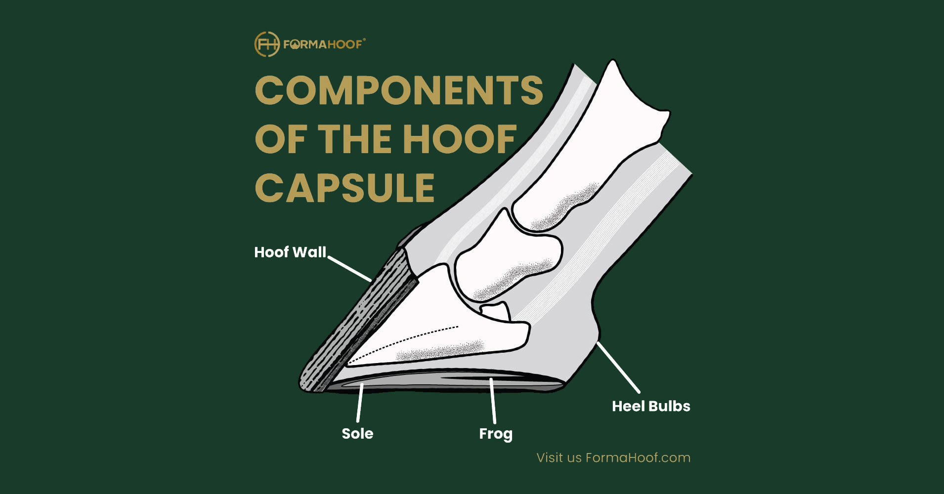 Hoof Wall Separation in Horses Diagnosis and Treatment